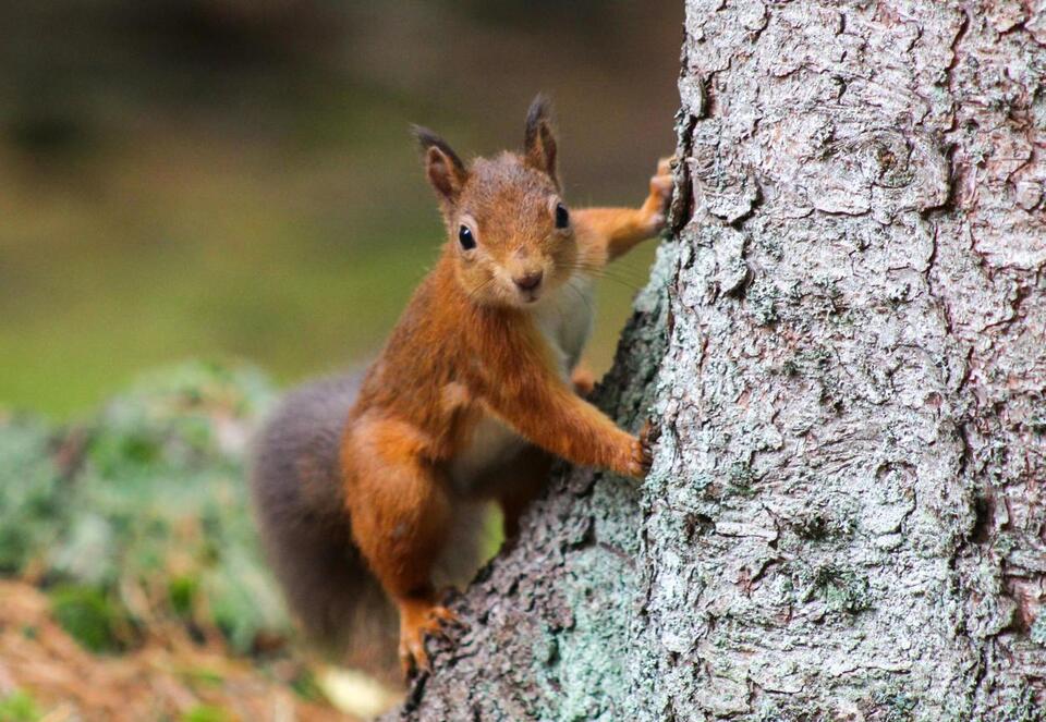 Washington vs. Oregon, The Squirrel Uprising Survival Odds - NewsBreak