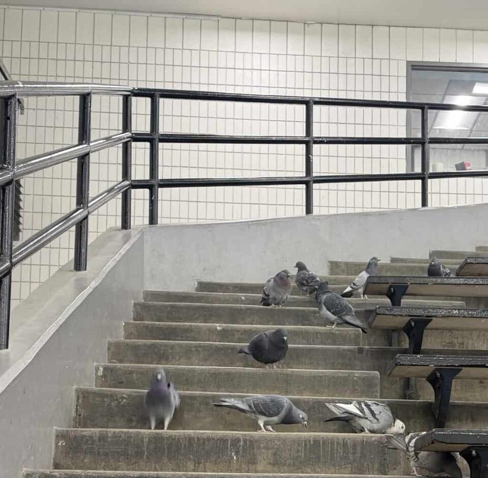 Wasilla, West wing way to wins during CIC doubleheader Saturday ...