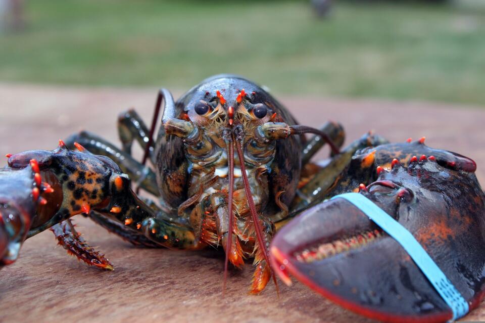 Animal Activist Admits to Taking Restaurant Lobster and Throwing It ...