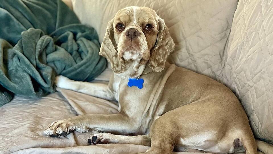 A loving Cocker Spaniel named Cooper needs a forever home - NewsBreak