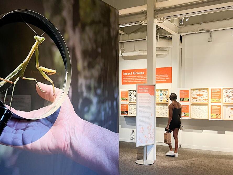 Science Up Close: Insects and interactive research in the Florida Museum