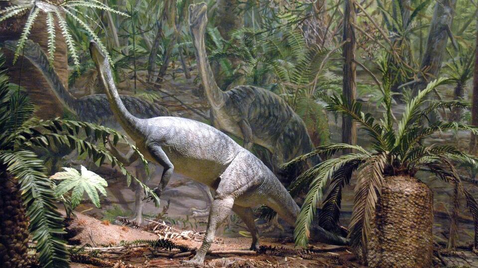 The Evolutionary Journey: From Single Cells to Dominant Dinosaurs ...