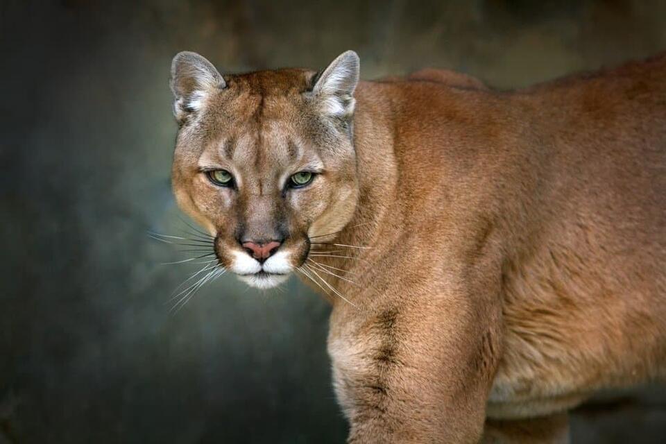 The 10 Highest Jumping Animals in the World - NewsBreak