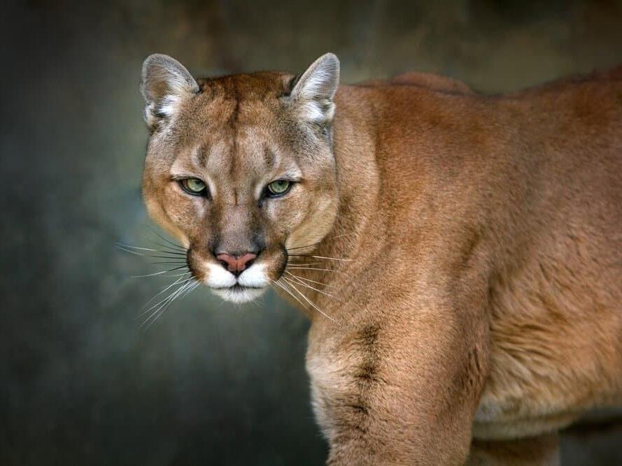 The 10 Highest Jumping Animals in the World