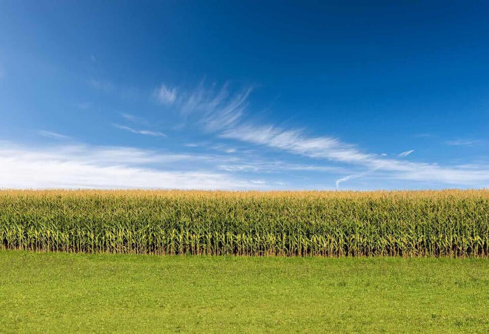 Corn, Soybean, Wheat, Cotton: Let's Break Down What You Need to Be ...