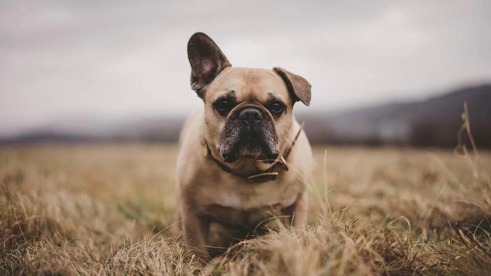 No New Winner, But These Dog Breeds are Now The Most Popular in America ...