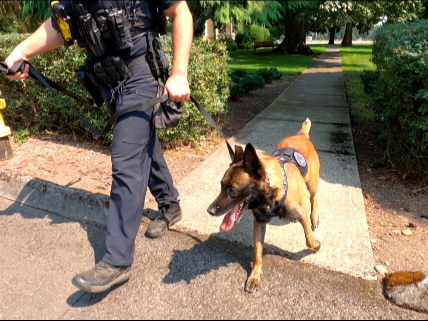 Vancouver police dog shot in the tail during fatal shooting returns to work