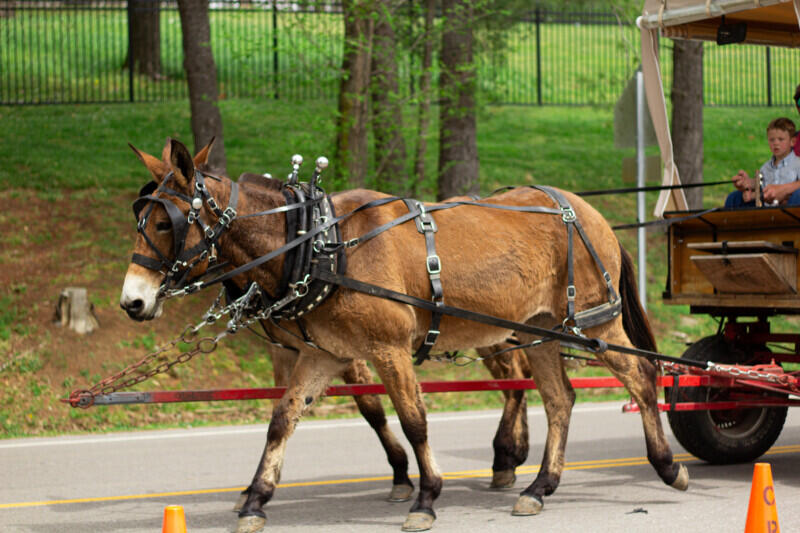 Photos: Mule Day 2025 in Columbia - NewsBreak