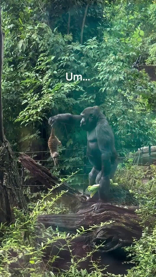 what is the baboon doing 🤔🤔 - NewsBreak