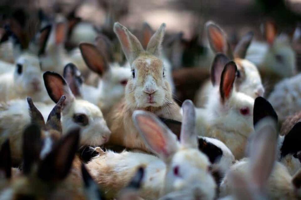 Why People Hoard Animals and How to Spot Early Warning Signs - NewsBreak