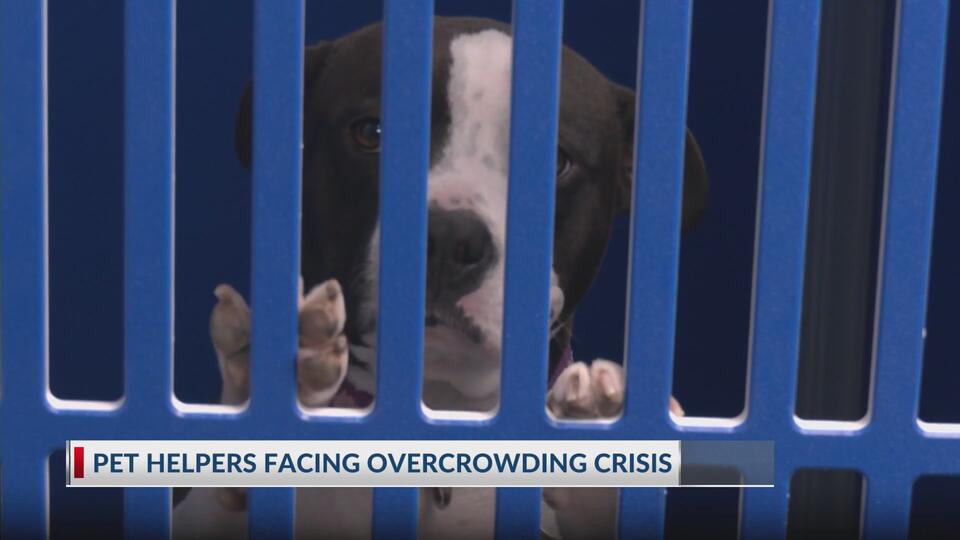 Pet Helpers sees nearly double its capacity, asks for community to step ...