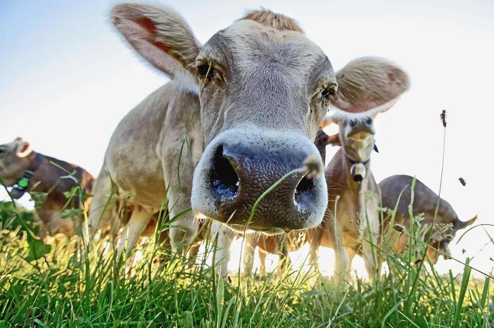 Cow Cold Case - 200 Cows Vanish in Colorado; Investigators Stumped ...