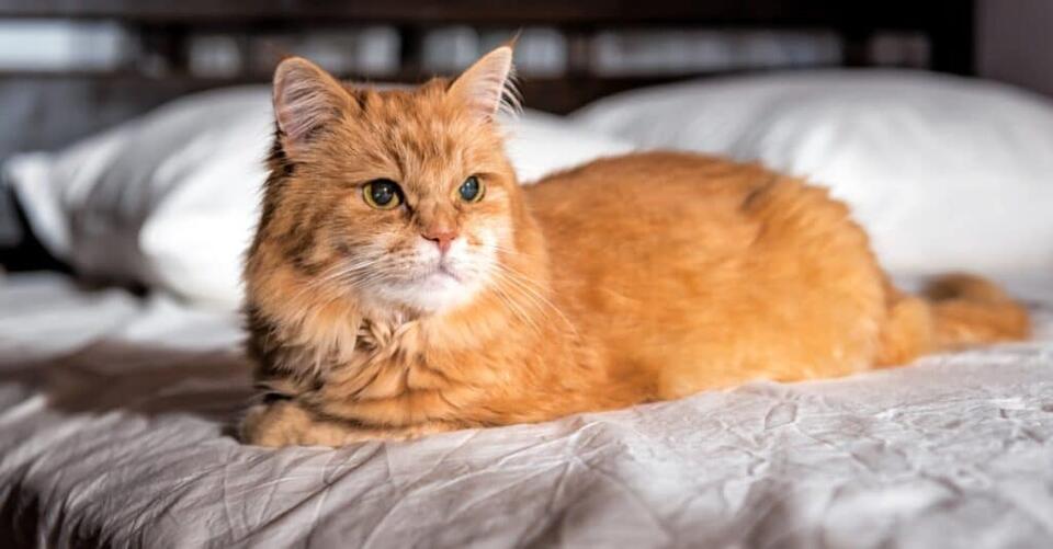 Orange Tabby Cats: Everything You Need to Know - NewsBreak