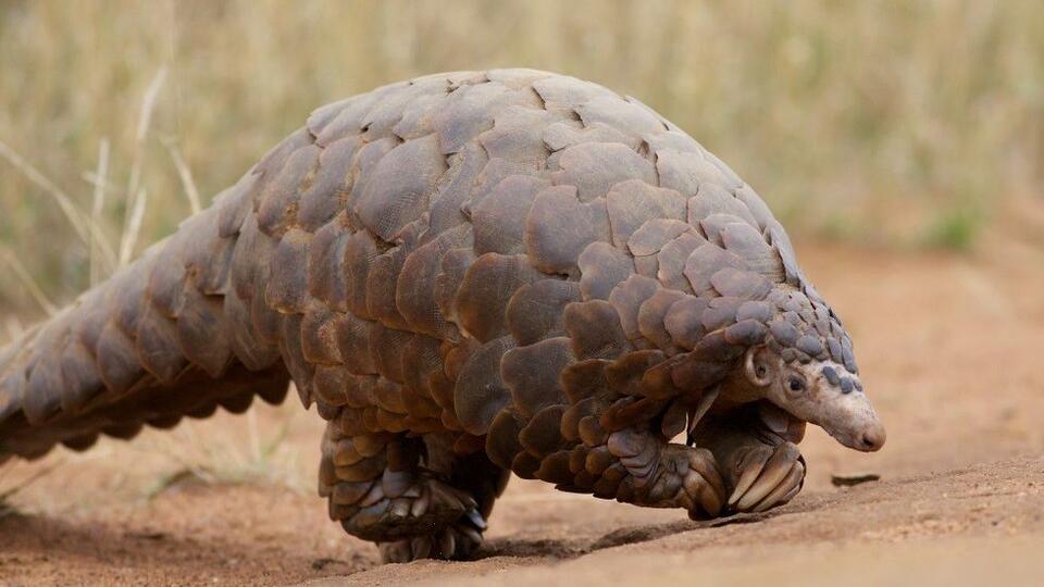 10 Animals That May Be Extinct by 2050 Unless We Mend Our Ways - NewsBreak