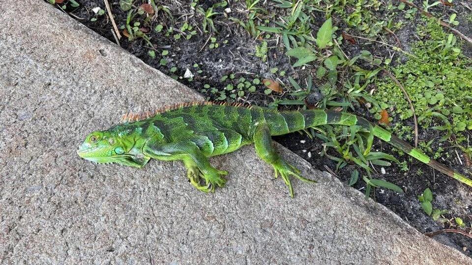 GALLERY: Sleepin' Lizards! Cold-stunned iguanas fall from South Florida ...