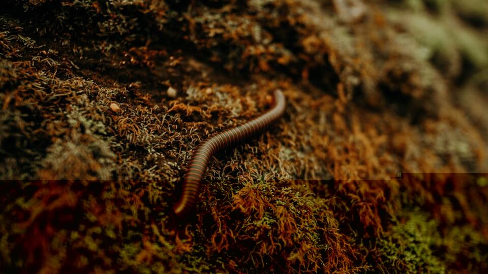 What Really Happens When You Cut an Earthworm in Half - NewsBreak