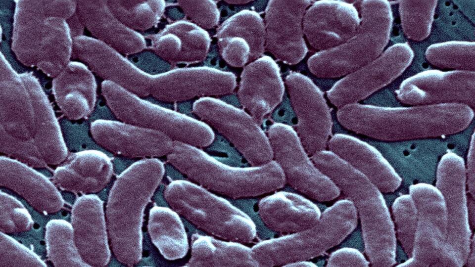 CDC health warning issued after 5 killed by 'flesh-eating' bacteria ...