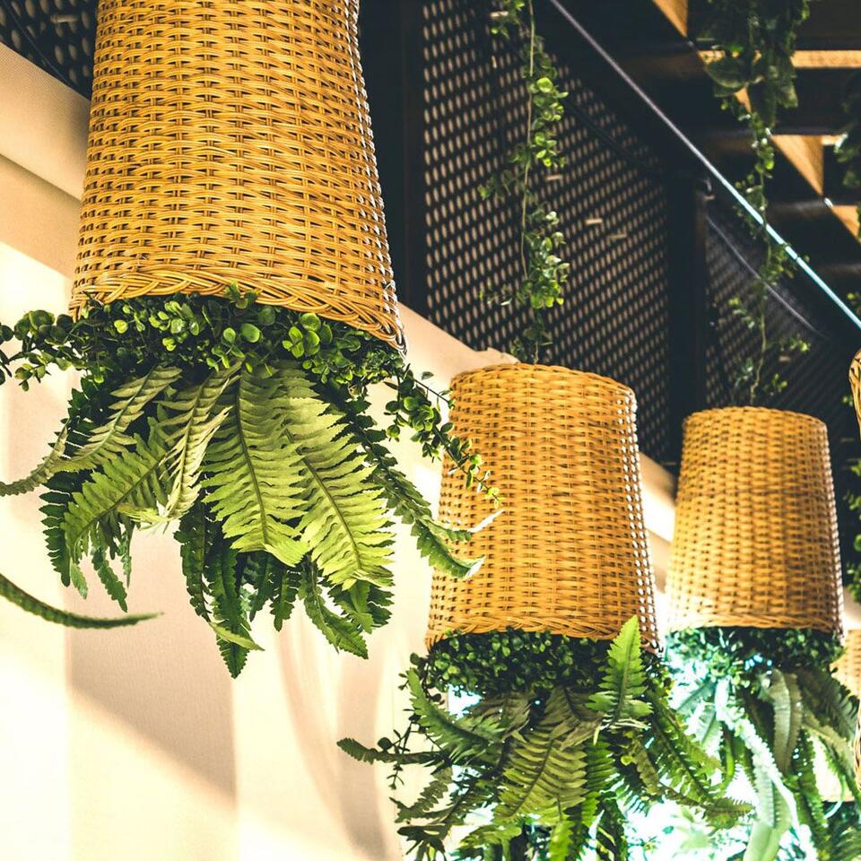 Try These 5 Ferns in Hanging Baskets and Fern Companions for High ...