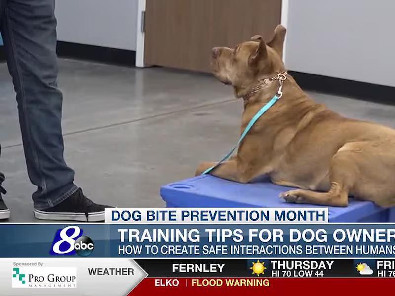 Creating safe interactions between humans and dogs during National Dog ...