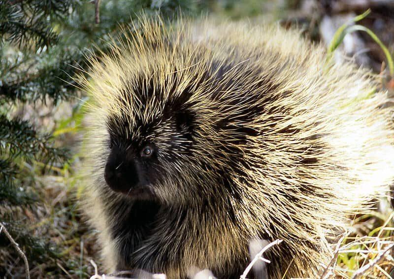 Every Animal You Can Spot in Acadia National Park - NewsBreak