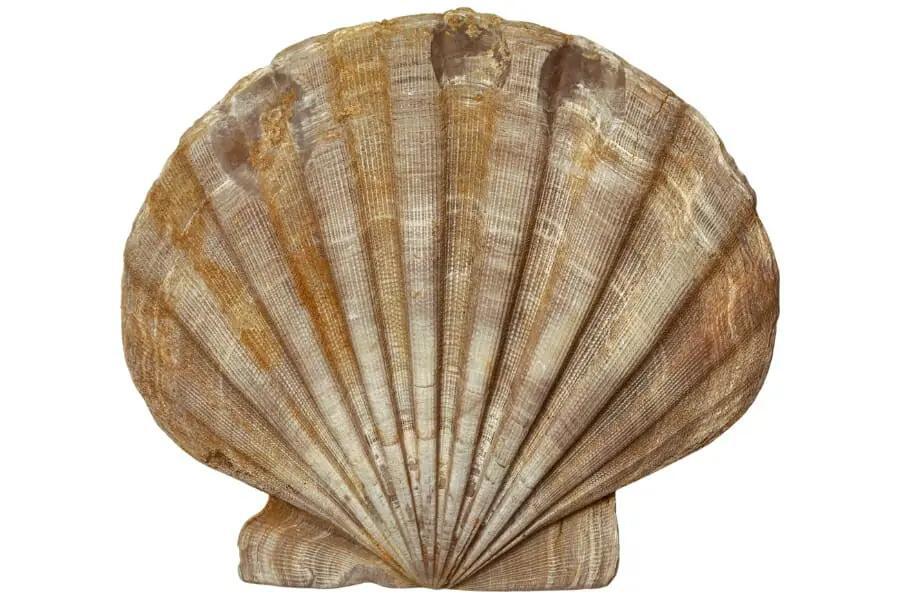 The 33 Amazing Places To Find Fossils in Virginia in 2024 - NewsBreak