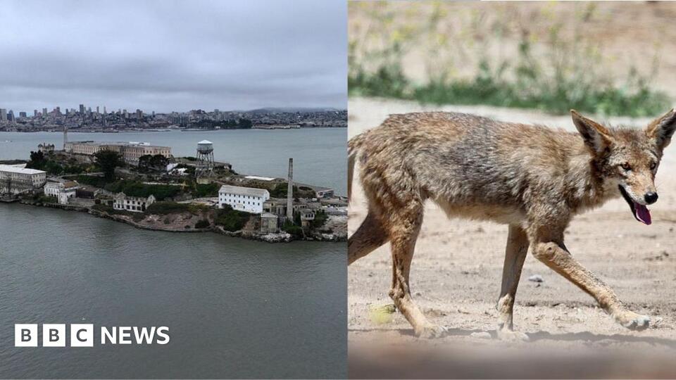 Stay or go - what's next for coyote that escaped to Alcatraz? - NewsBreak