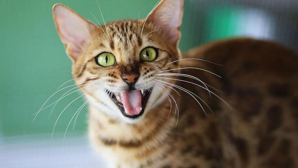 7 Uncommon Cat Breeds Known for Their Unique Vocalizations and Chatty ...