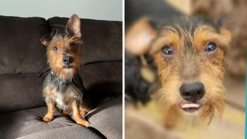 Meet Murphy: The “Sweet Little Sidekick” Yorkie Mix Still Waiting for a ...
