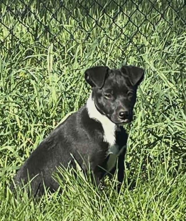 🐶 Playful Puppies & Gentle Dogs Ready for Adoption in Gwynedd Valley ...