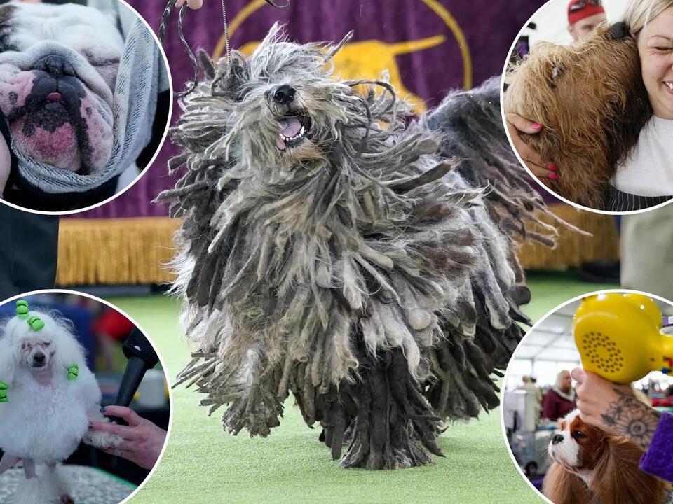 Pampered pooches arrive in NYC for the 148th Annual Westminster Kennel ...