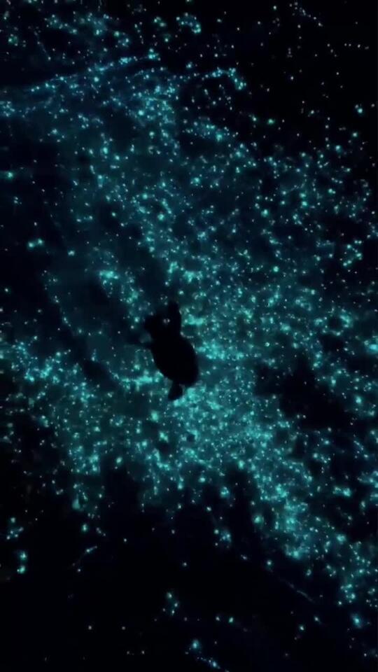 Youve never seen a baby turtle quite like this before! Watch as it ...