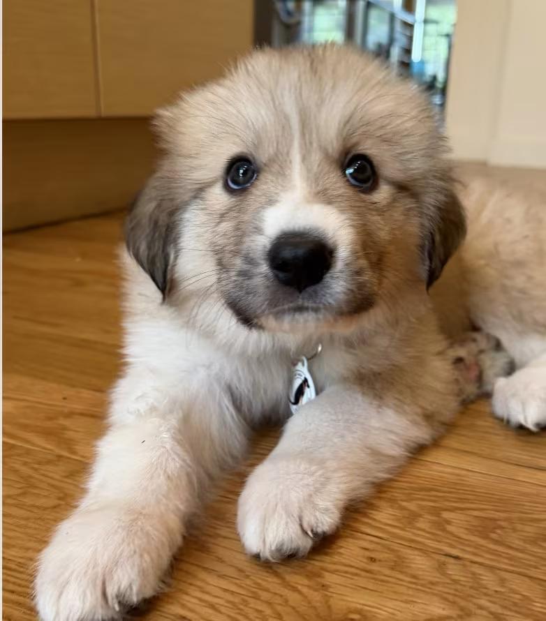 🐶 Playful, Gentle & Loyal Dogs Ready for Adoption in Denver - NewsBreak