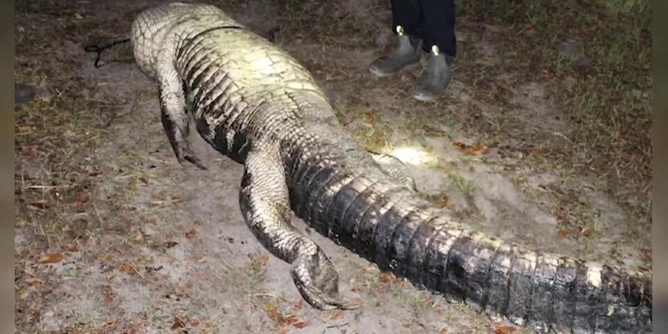 Officials kill gator responsible for deadly attack of 61-year-old ...