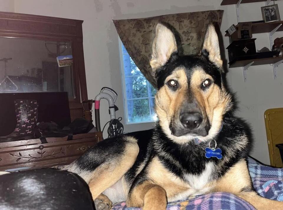 Lost dog Max safely returned home in Brooktrails - NewsBreak