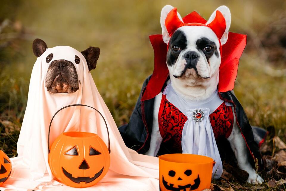 Washington Dogs Should Also Get to Trick-or-Treat on Halloween - NewsBreak