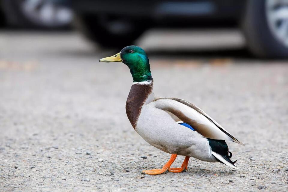 Missing Mallard Duck May Be Hanging Out At a Windham Gas Station ...