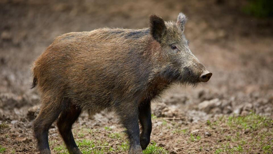 Hog hunters agree—these 5 cartridges get the job done - NewsBreak