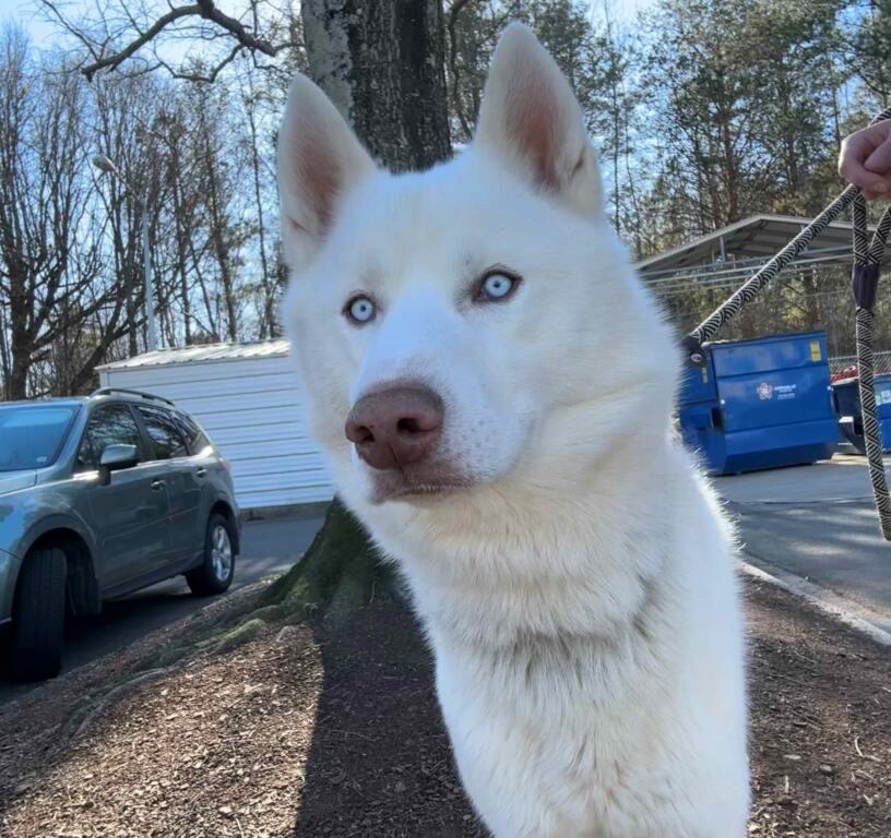 Animal Rescue Mission with CMPD Animal Care & Control - NewsBreak