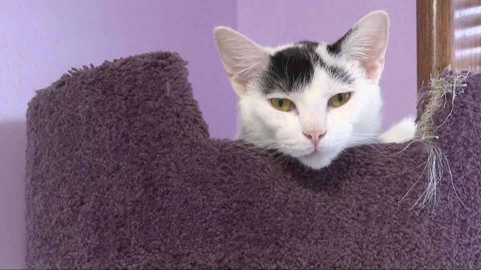 The Cat Lady Cafe celebrates helping over 300 cats find homes in under ...