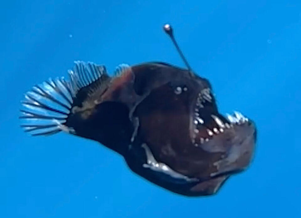 VIDEO: World’s Ugliest Fish, Deep-Sea Anglerfish, Spotted on Rare Foray ...