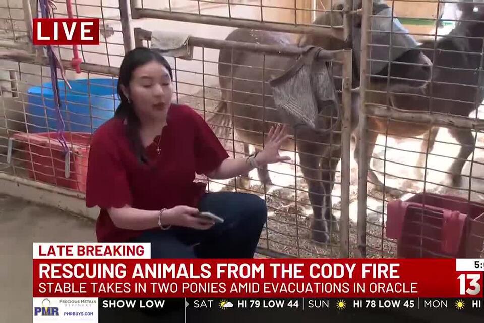 Pima County stable takes in ponies amid evacuations for Cody Fire ...