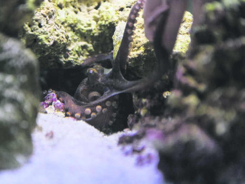 The joys and challenges of caring for Terrance the octopus