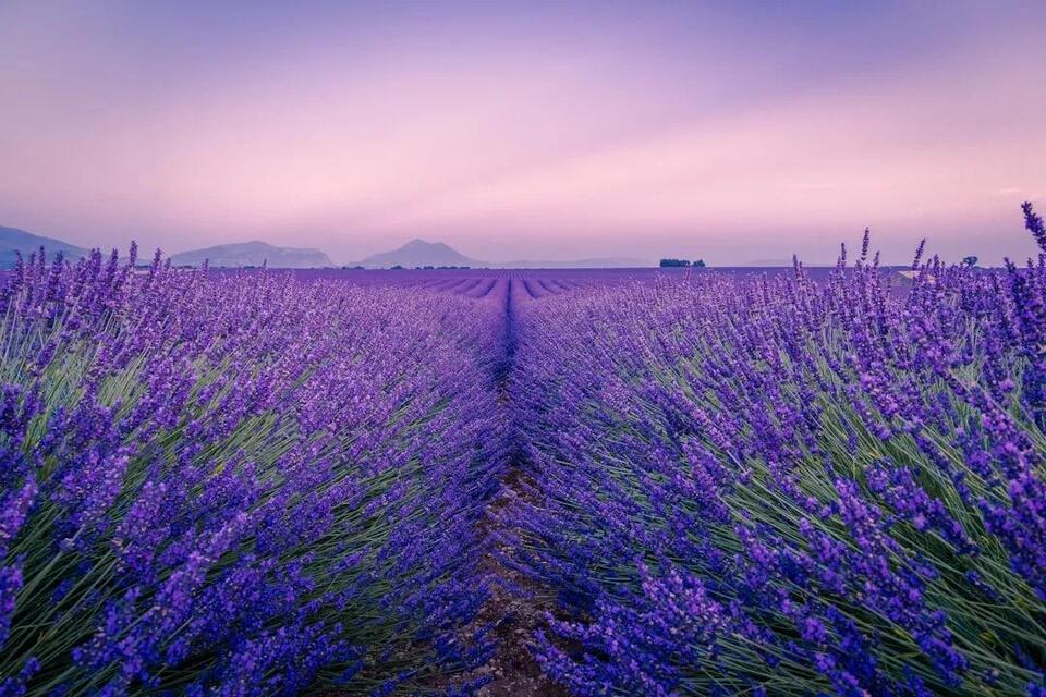 The Lavender-Scented Lanes of Provence: A Guide to South France's ...