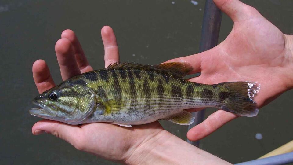 Biologists use DNA to identify two 'new' species of black bass in the ...