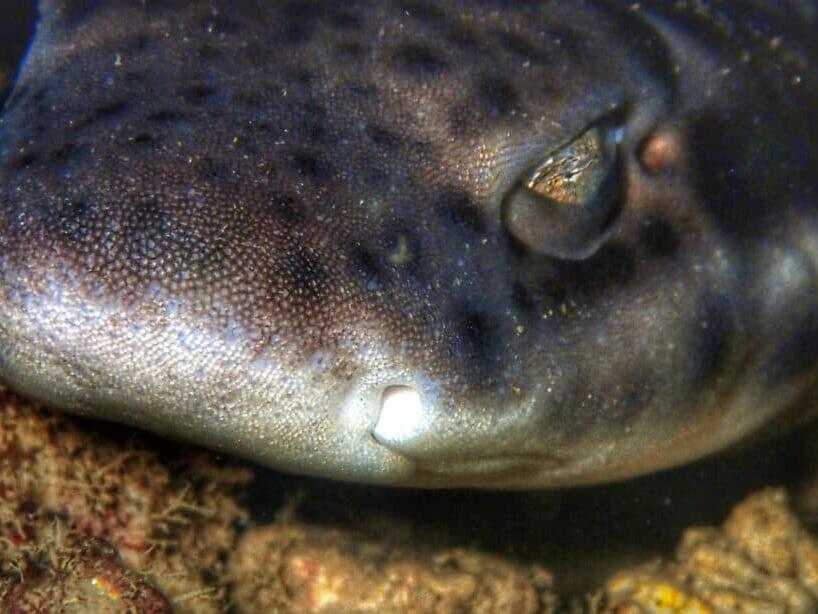 10 Cutest Sharks (One Is As Big As A School Bus!)