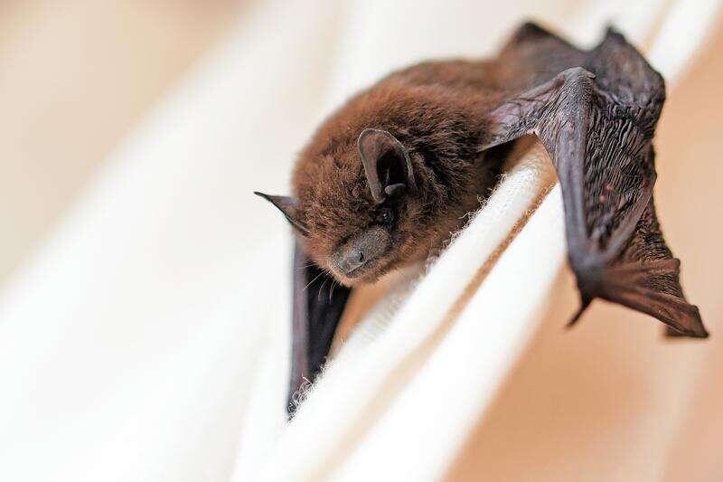 Three infected bats identified on Cook County’s annual ‘Halloween Rabid ...