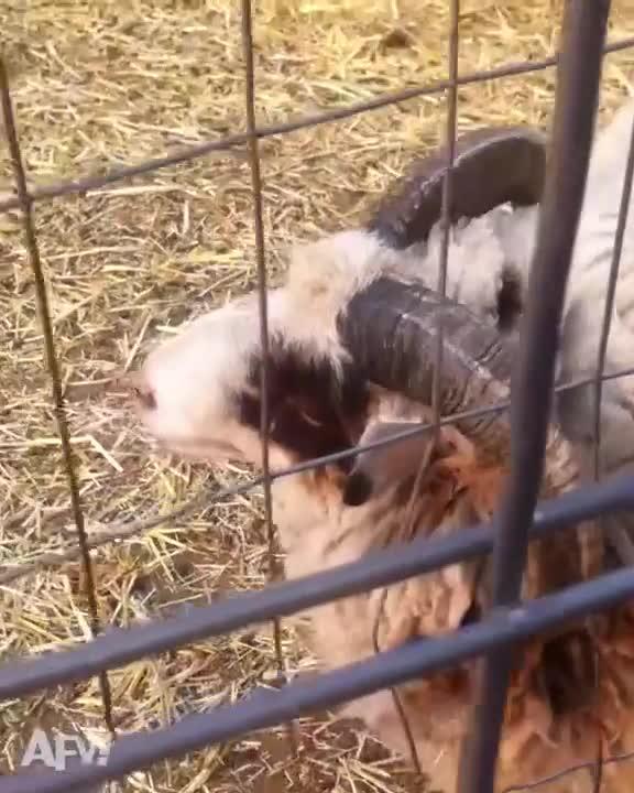 Get him a cough drop coughdrops cough goats onthefarm farmlife farming ...