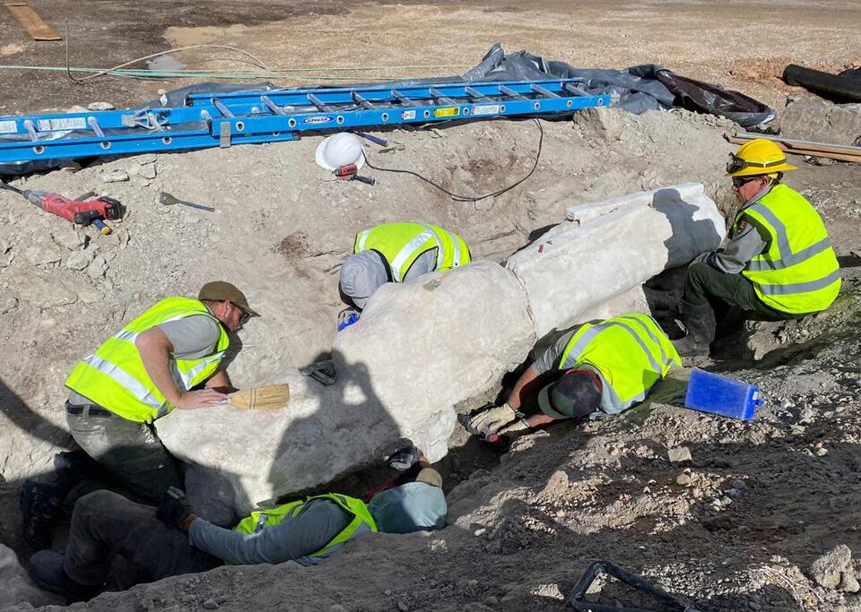 The National Park Service just uncovered a long-necked dinosaur - NewsBreak