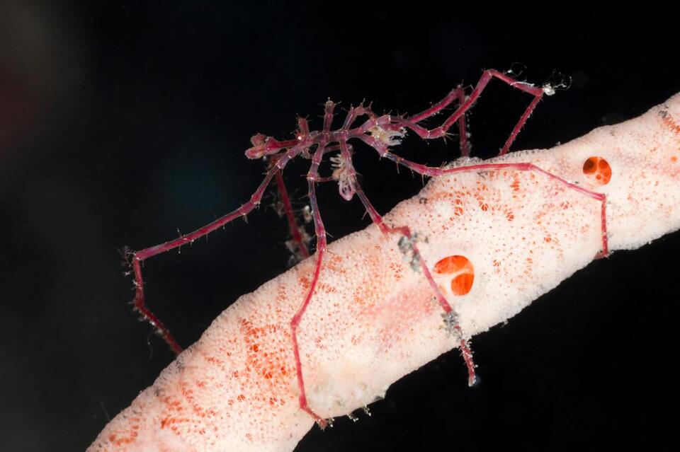 California scientists stumble upon methane-eating sea spiders in deep ...