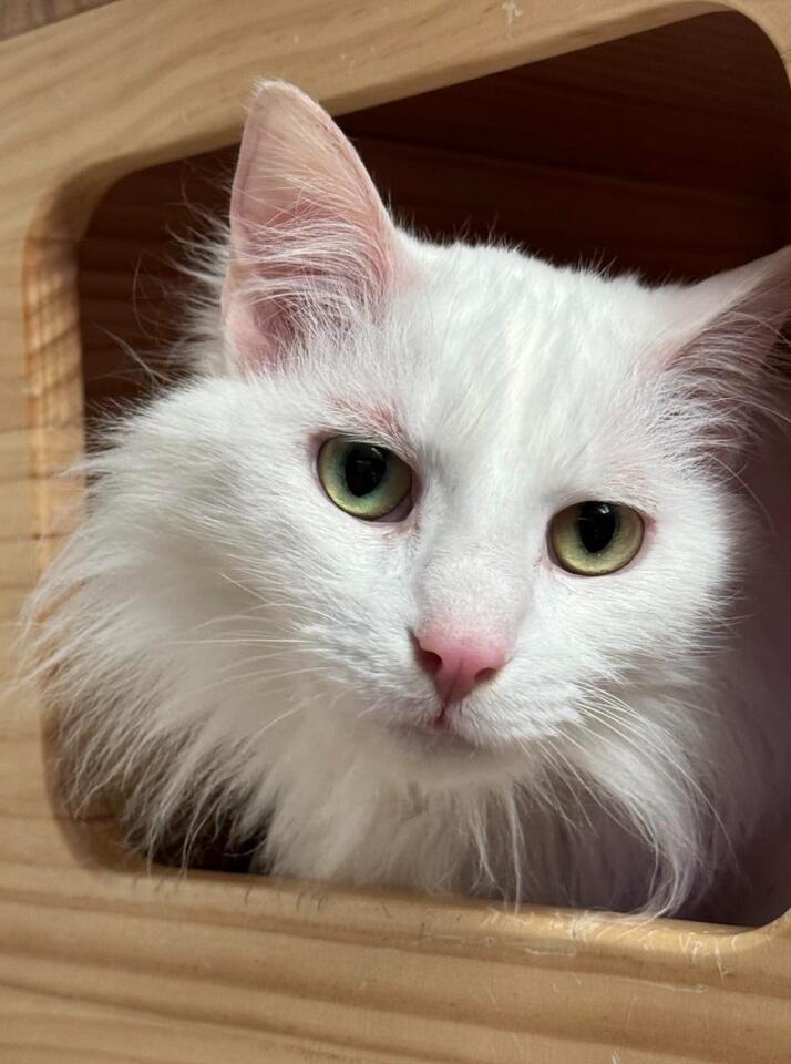 New Philadelphia, OH Residents: Your Future Cats Best Friend Awaits ...